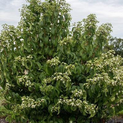 Tianshan Seven-Son-Flower (photo courtesy of Baileys)